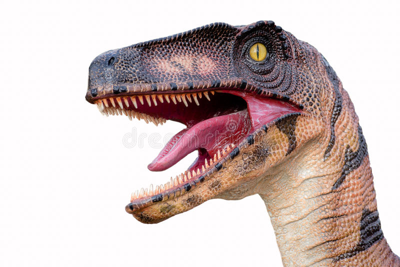 head-dinosaur-portrait-mouth-open-showing-tongue-against-white ...